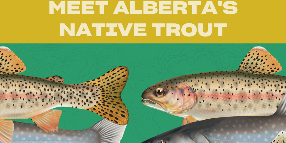 Alberta Native Trout - Freshwater Conservation Canada - Northern Lights ...